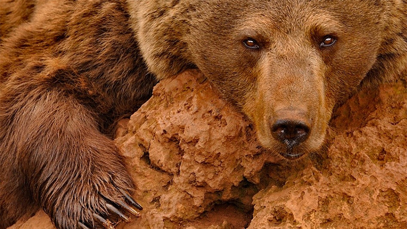 It's a Wild World Series: Stunning Photographs of Animals